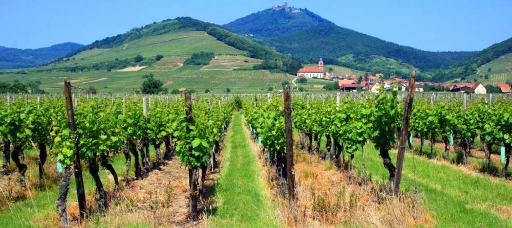 La Route des Vins